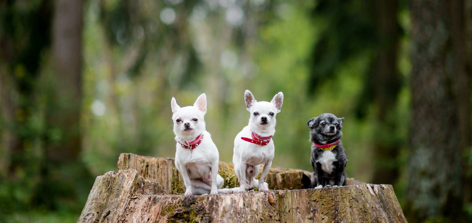 Chihuahua Rehoming and Rescue