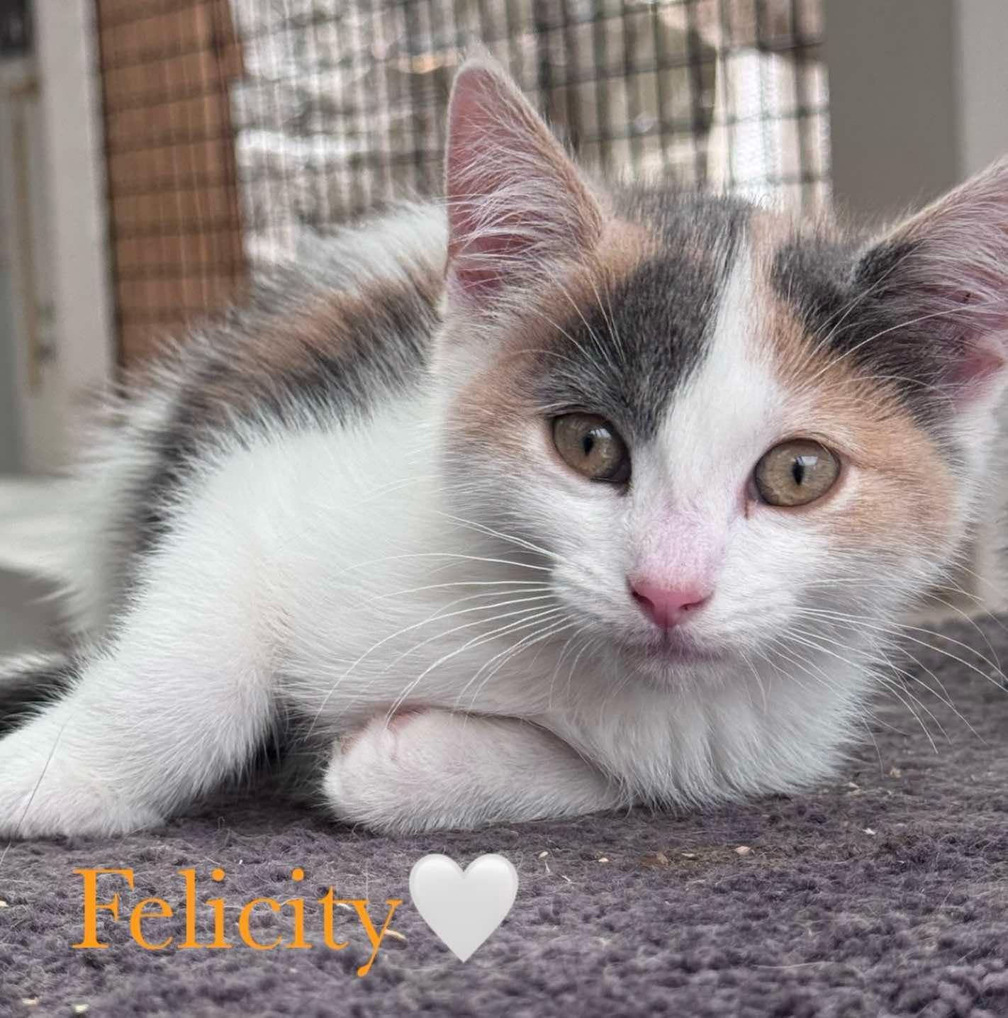 Felicity - One at a Time Pet Rescue