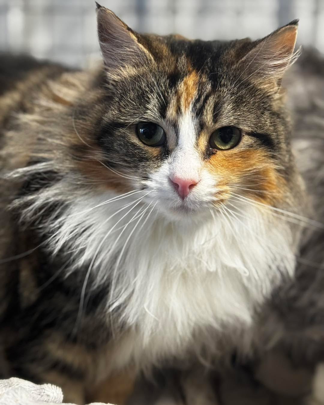 Tempest - One at a Time Pet Rescue