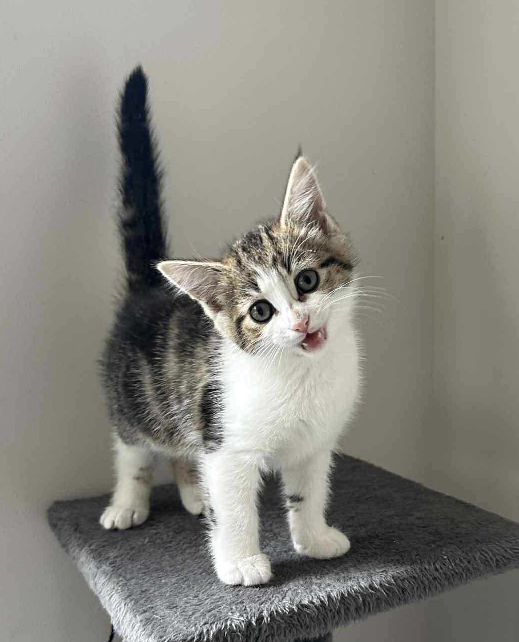 Nova - One at a Time Pet Rescue