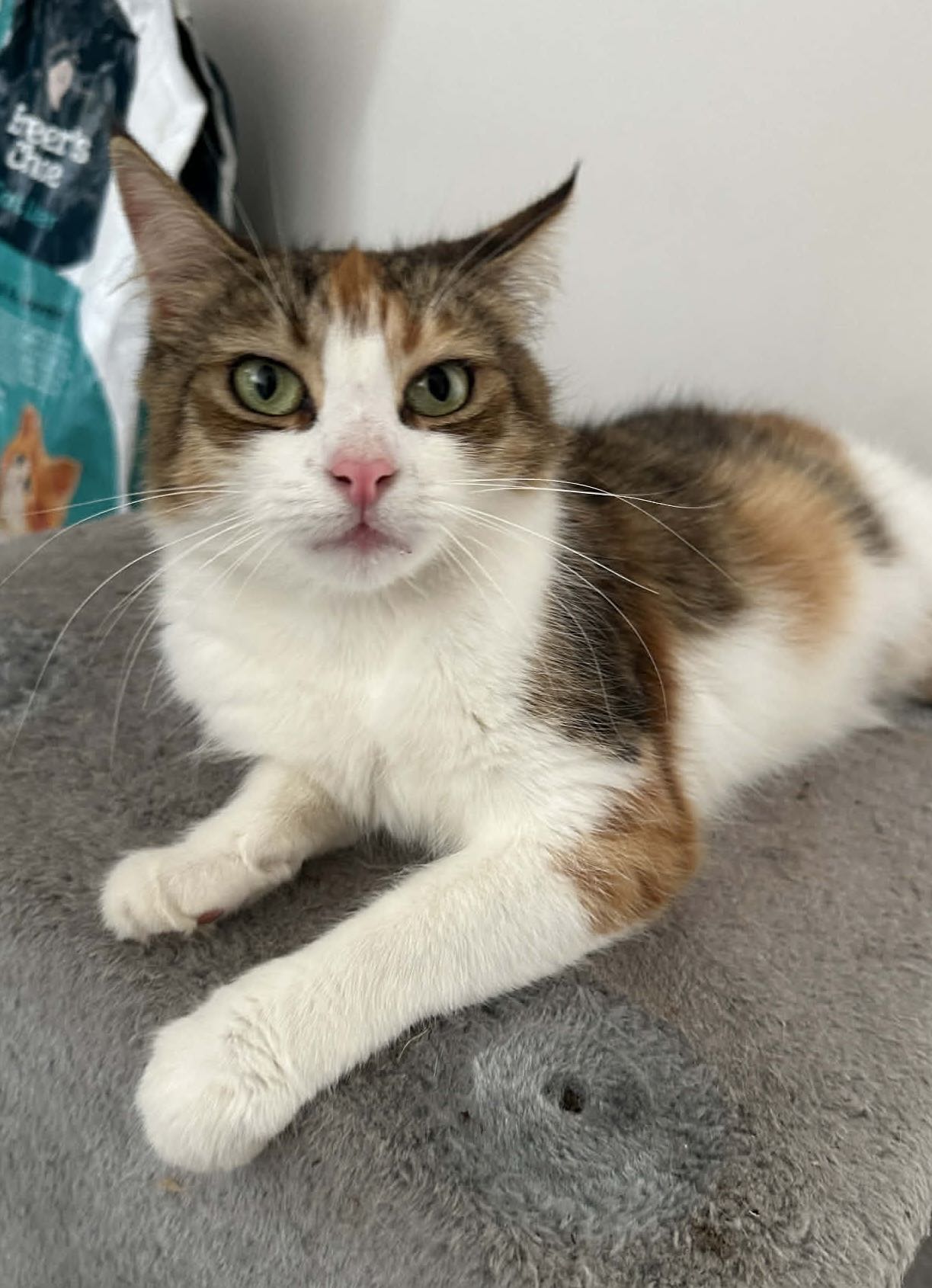 Millicent - One at a Time Pet Rescue