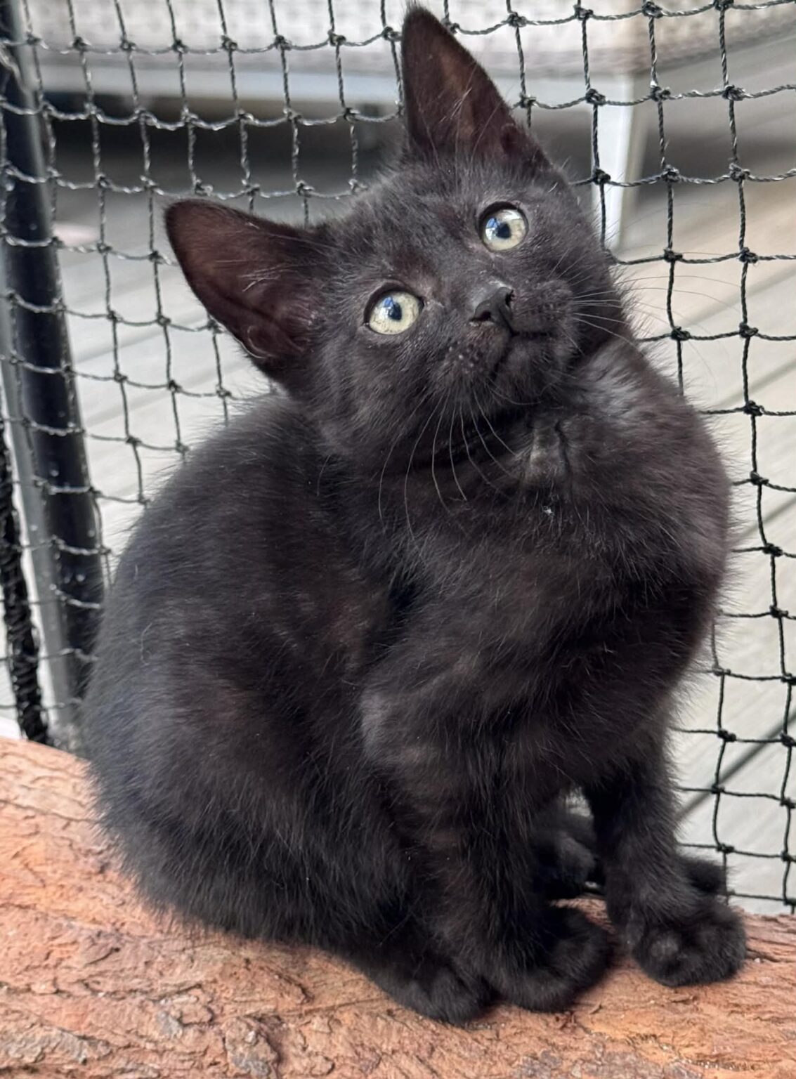 Black Cats - Myth Busted!
